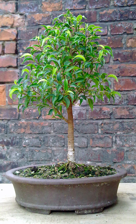 Gestaltung eines Ficus benjamina „pandora“ Teil 2