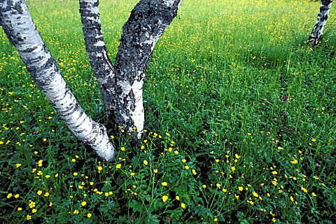 Birkenbaum in Seefeld in Tirol