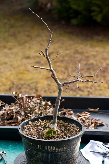 Die kleine Hainbuche nach dem Winter - Bonsai-Pflege und Gestaltung als ...