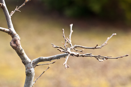 Die kleine Hainbuche nach dem Winter - Bonsai-Pflege und Gestaltung als ...