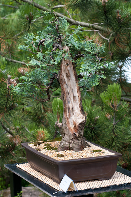 Lebensbaum (Thuja occidentalis) als Bonsai