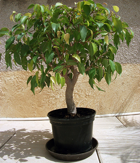 Ficus benjamini von Maverick