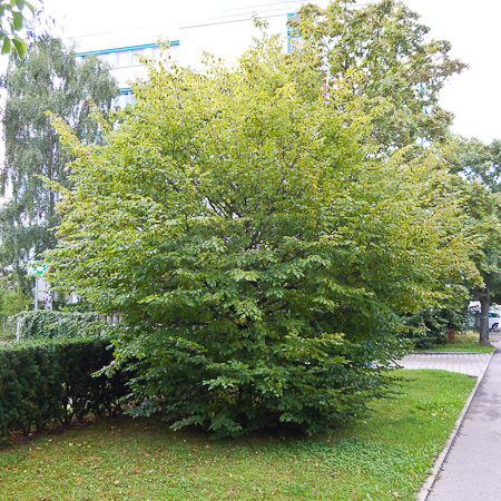 Die Hainbuche Carpinus betulus als Baum in der Natur