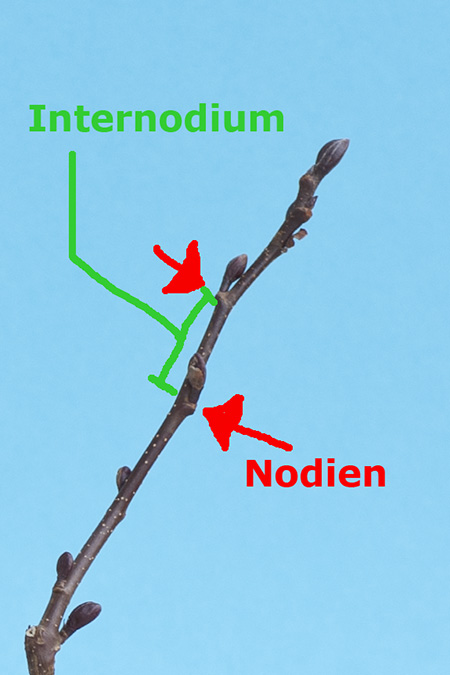 Definition Internodium – Internodien