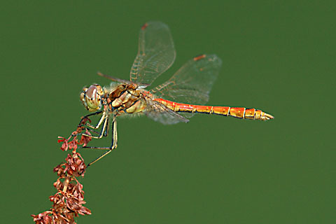 Libellen – Odonata