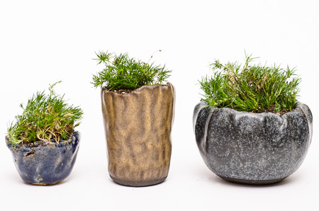 Sternmoos (Sagina subulata) als Akzentpflanze - Bonsai-Pflege und ...
