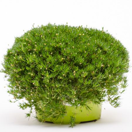 Sternmoos (Sagina subulata) als Akzentpflanze - Bonsai-Pflege und ...
