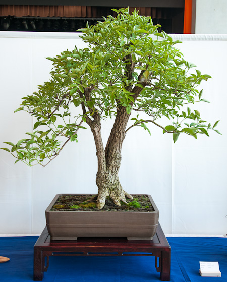 „Die schönsten 100 Bonsais Württembergs“ – Teil 4