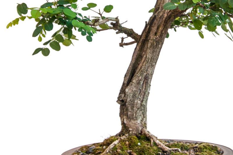 Malus sylvestris – Wildapfel als Bonsai