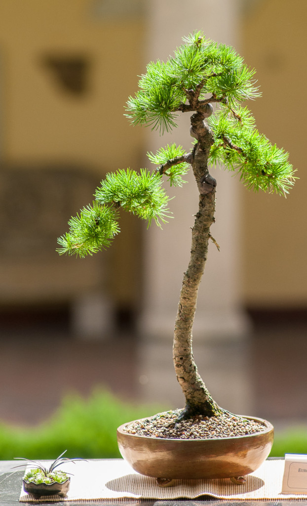 Platz 1 - beliebtester Outdoor-Bonsai - Europäische Lärche (Larix ...