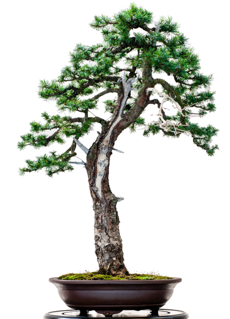 Platz 1 - beliebtester Outdoor-Bonsai - Europäische Lärche (Larix ...